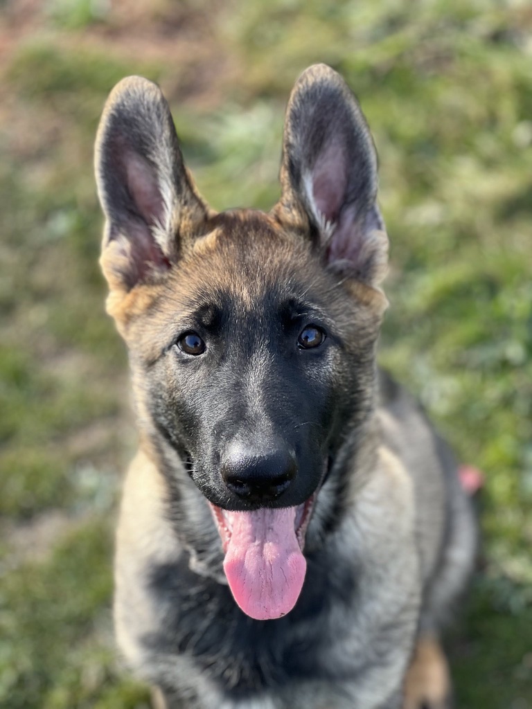 Dogs We Have Available - Smith Pak Working Dogs