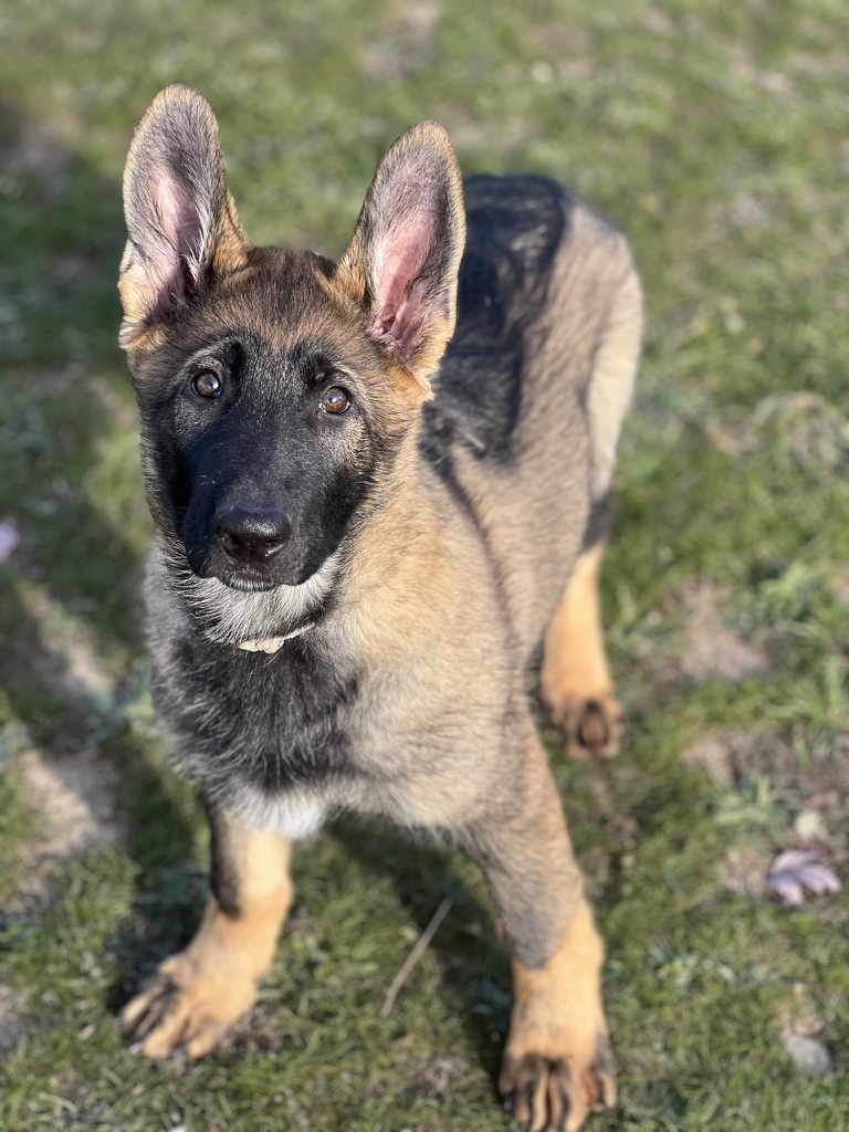 Dogs We Have Available - Smith Pak Working Dogs